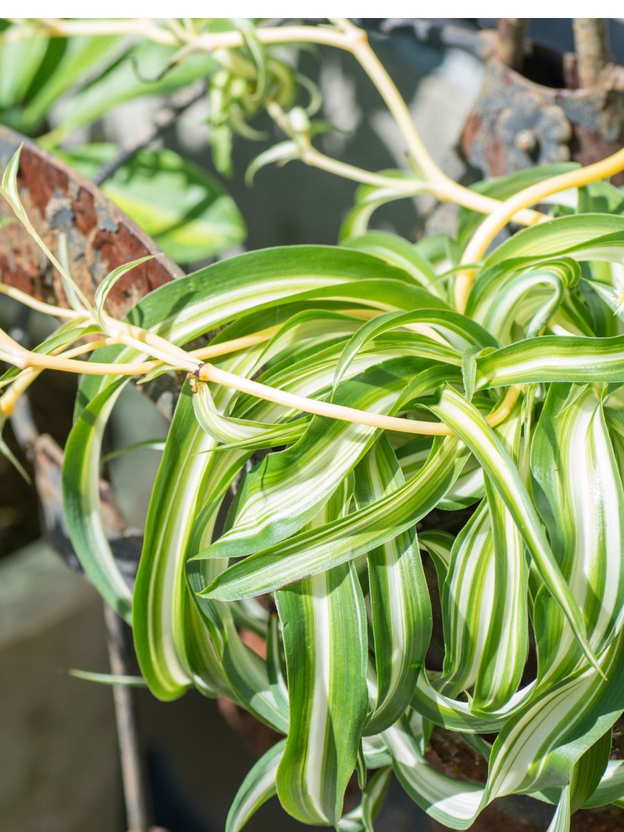 15 Lovely Varieties of Spider Plant, Some You May Not Known Existed ...