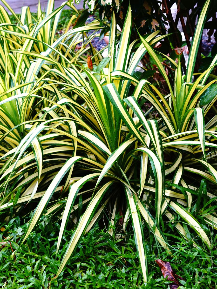 15 Lovely Varieties of Spider Plant, Some You May Not Known Existed ...