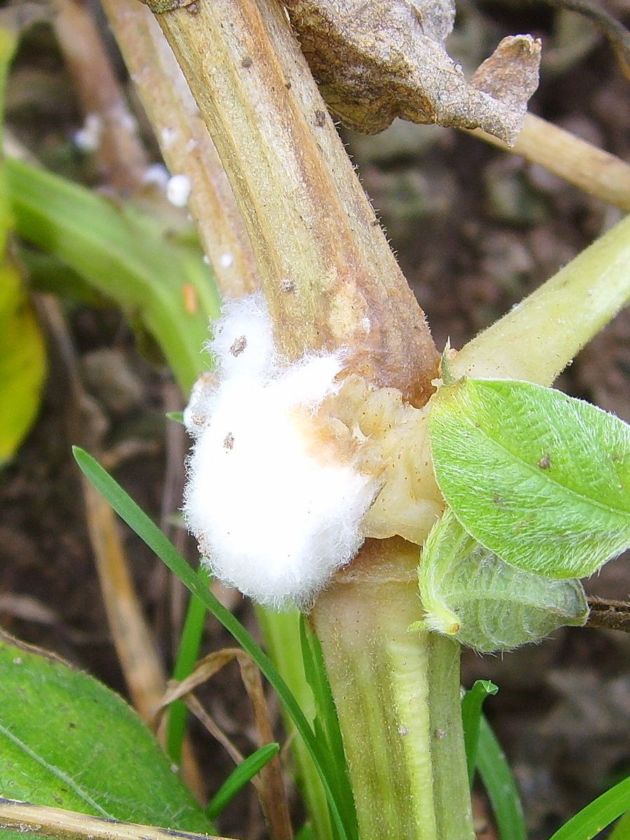 White Mold in Garden Soil: 2 Causes & Control - The Little Garden