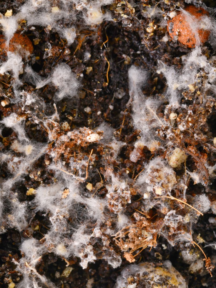 White Mold in Garden Soil: 2 Causes & Control - The Little Garden