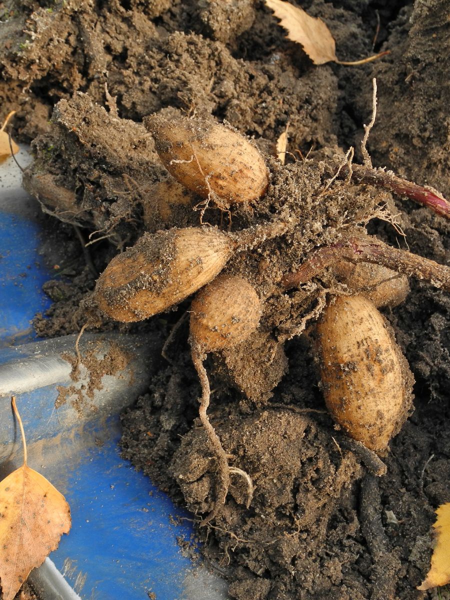 Will Broken Dahlia Tubers Grow & How to Determine Their Viability - The ...