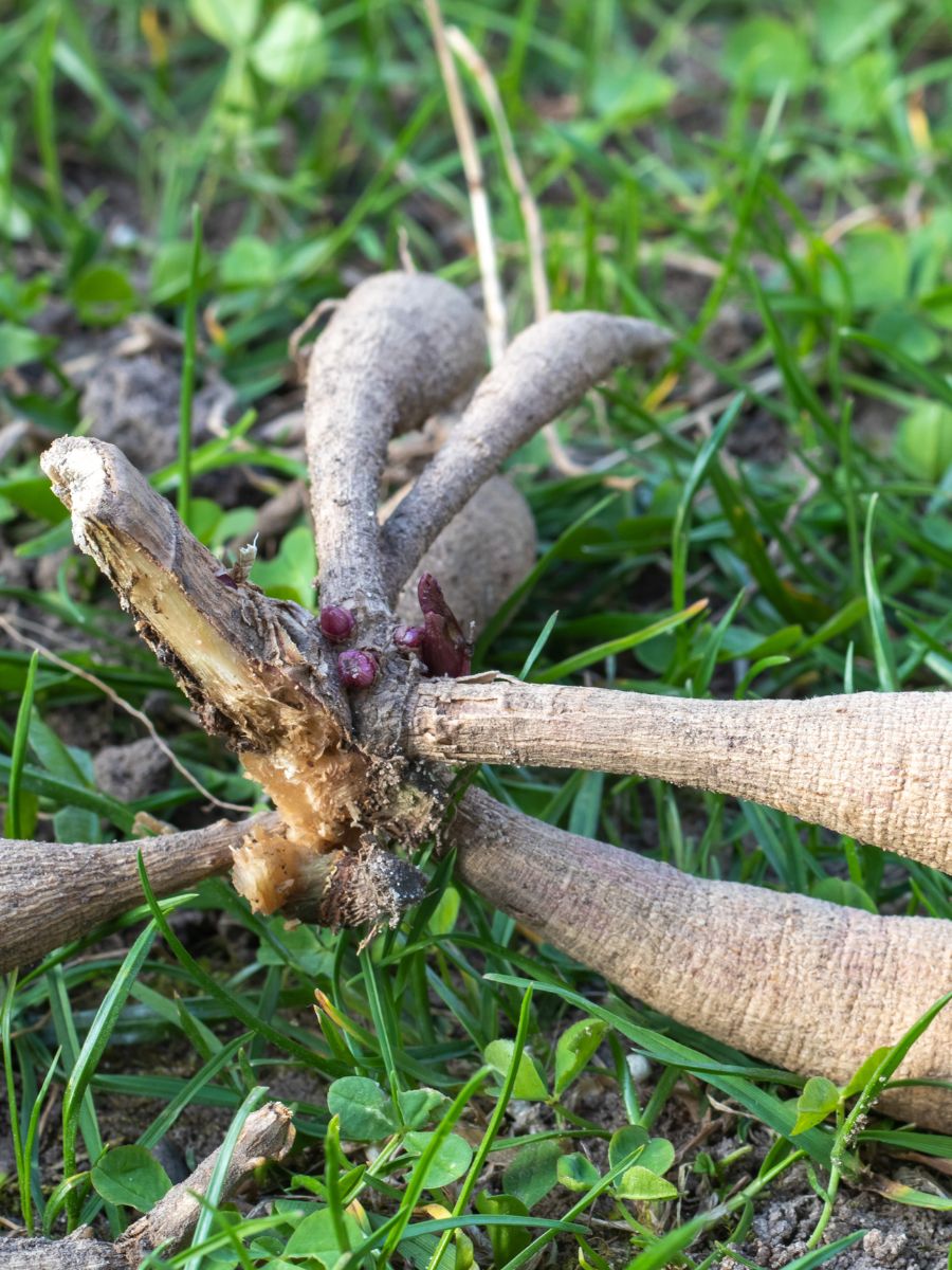 Will Broken Dahlia Tubers Grow & How to Determine Their Viability - The ...