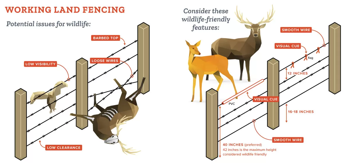 Transform Your Yard: The Magic of Wildlife-Friendly Living Fences - The ...